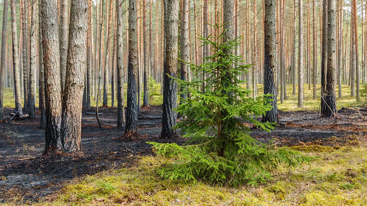 Sustainability-- It's in Our Roots